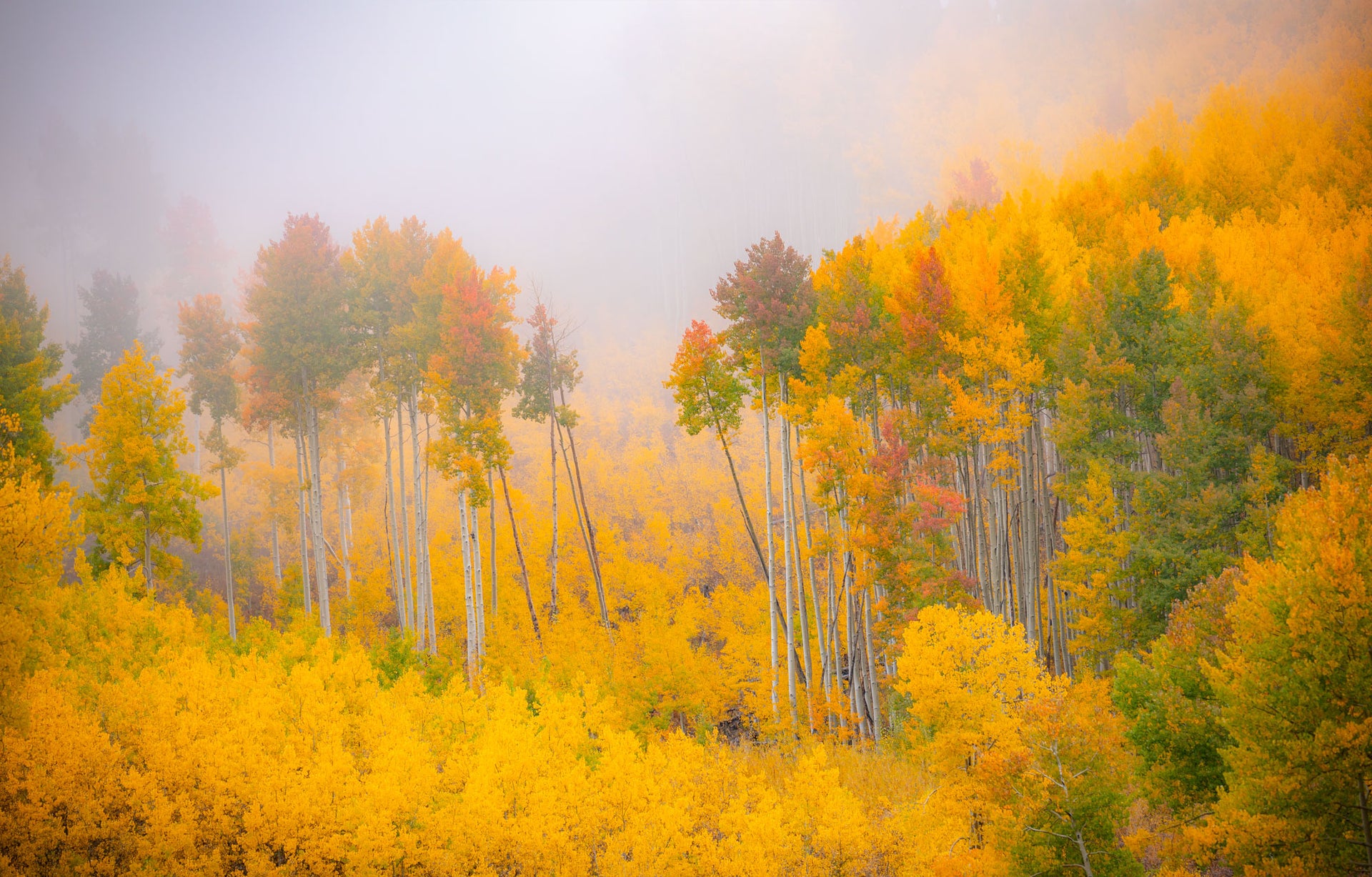 The Noah David Wetzel Gallery – The Wetzel Gallery