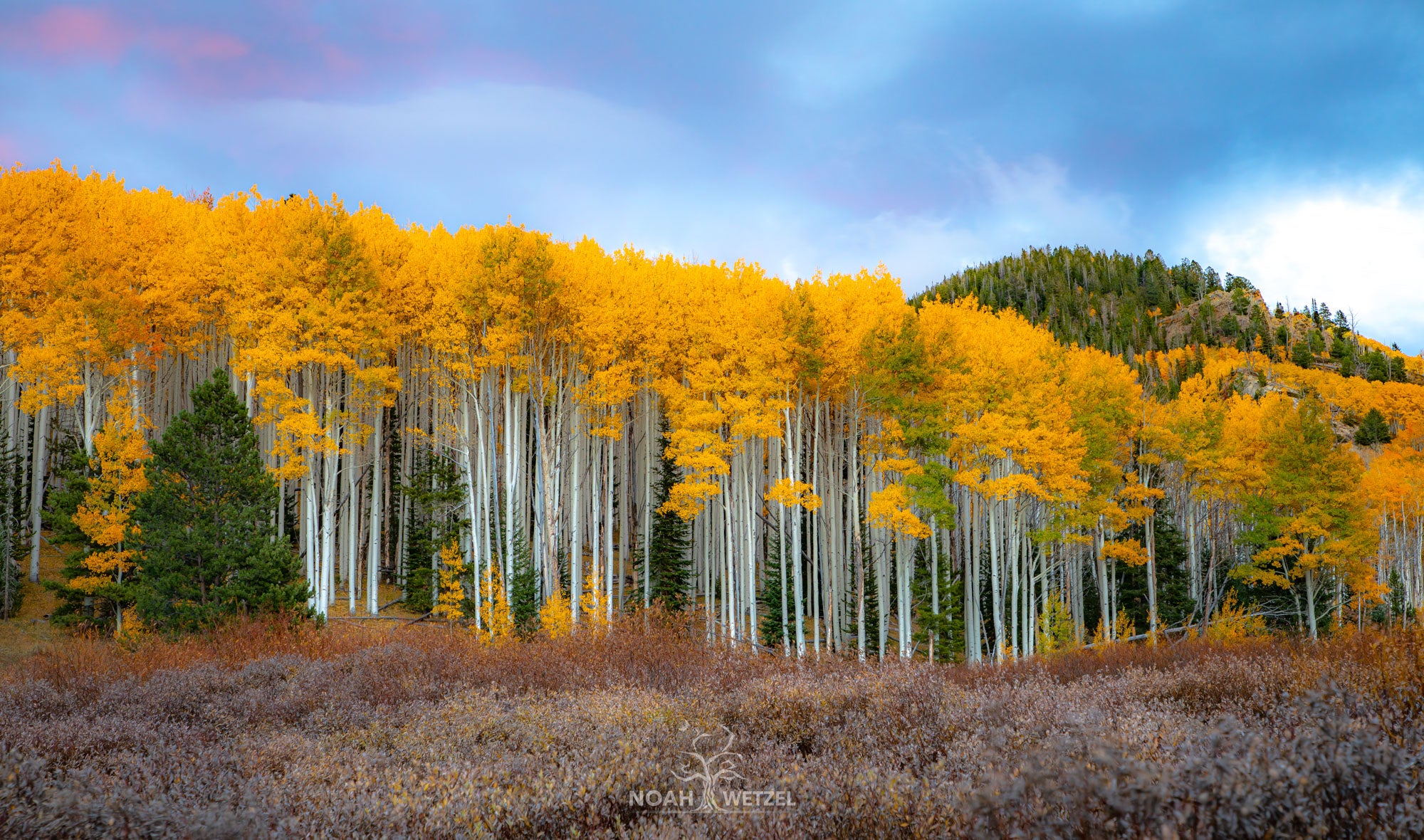 Aesthetic Unity – The Wetzel Gallery