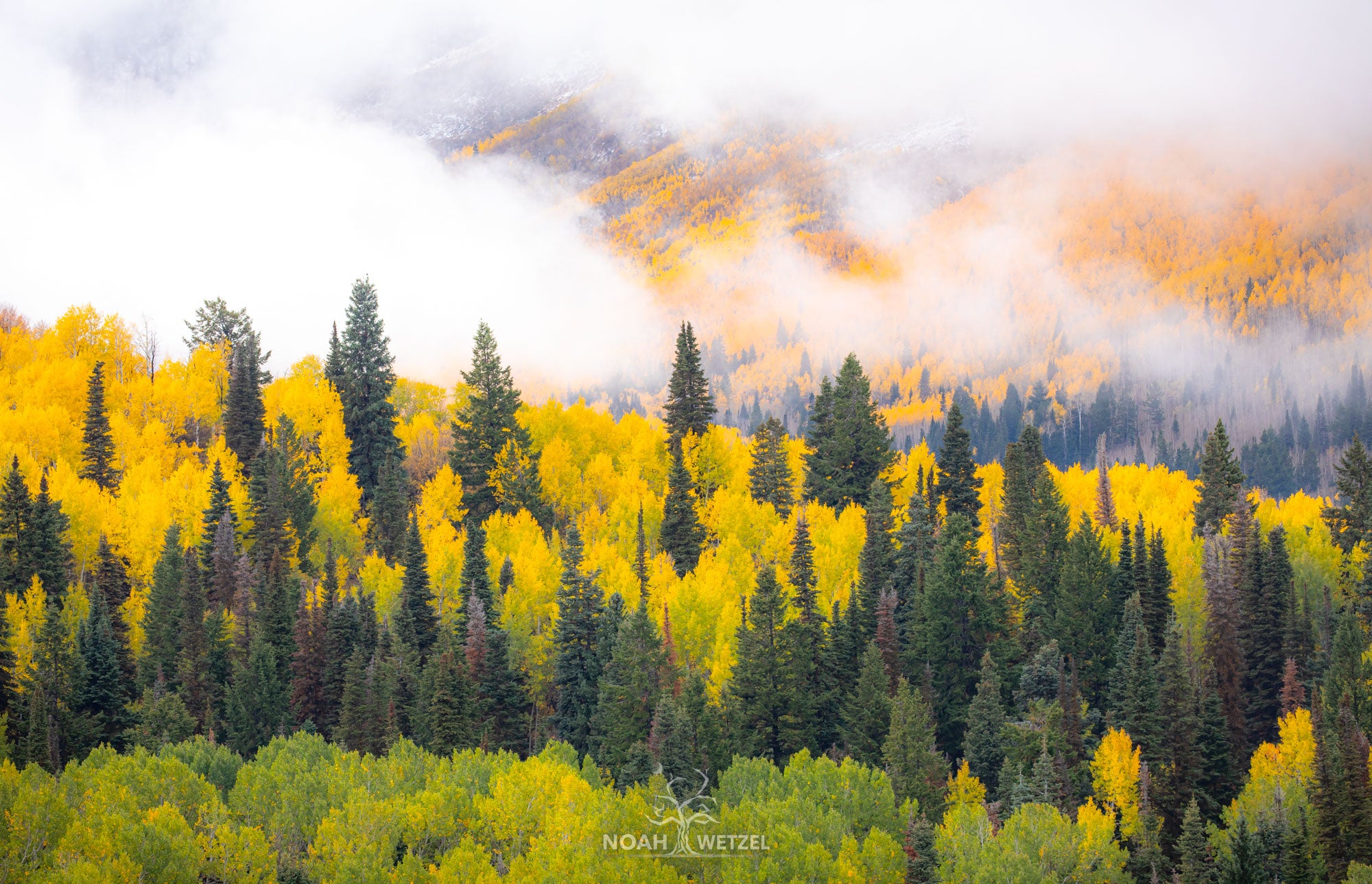 Come into View – The Wetzel Gallery