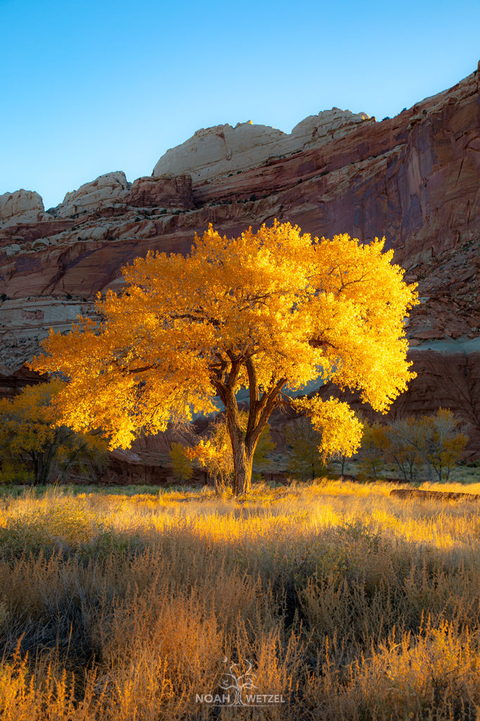 Cottonwood Fall Color